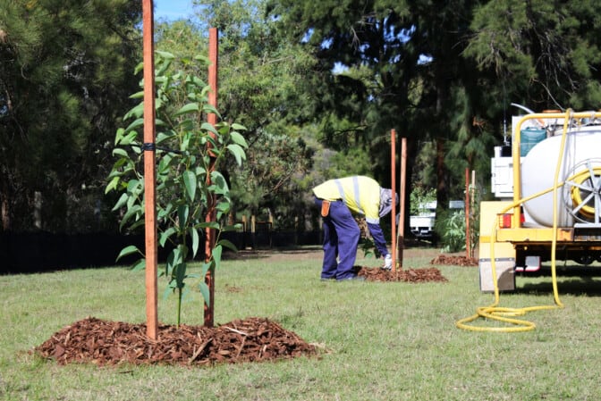 Townsville trials new solutions to passive tree irrigation - Utility ...