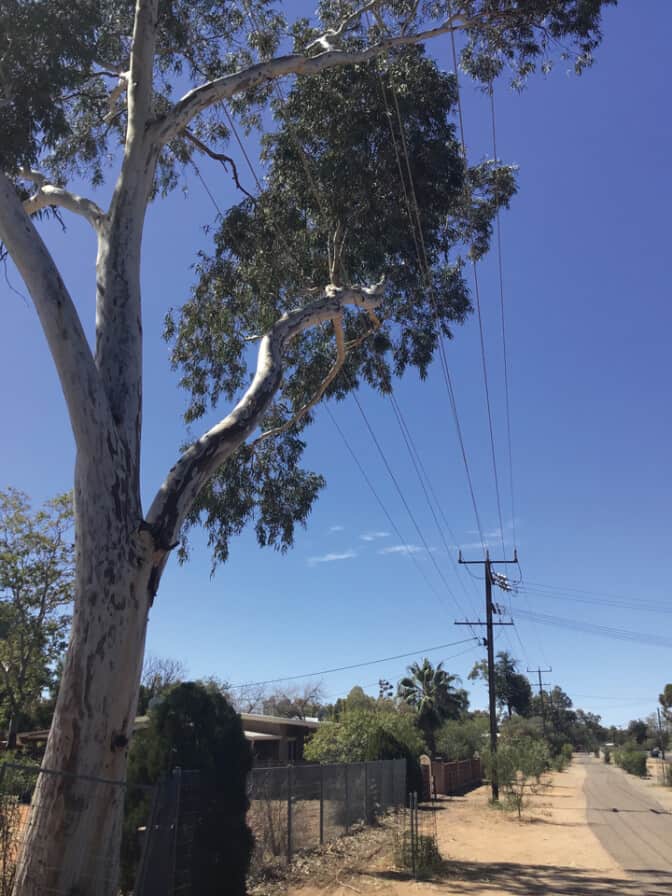 The power of vegetation management in the red centre - Utility Magazine
